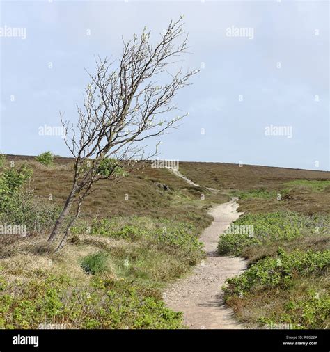 Wind Formed Tree Hi Res Stock Photography And Images Alamy