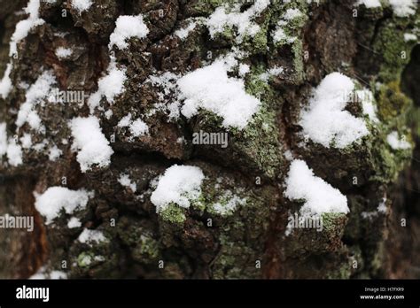 Tree Bark Winter Stock Photo Alamy