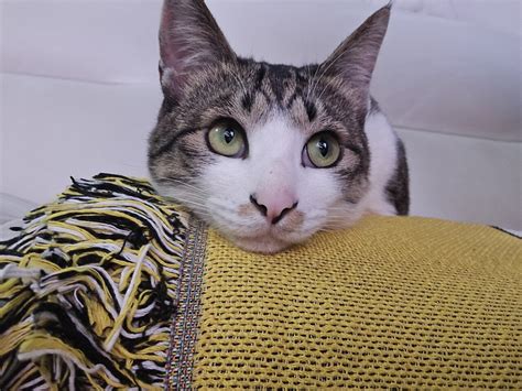 우리집 고양이 보고 가세요~ 유머 움짤 이슈 에펨코리아