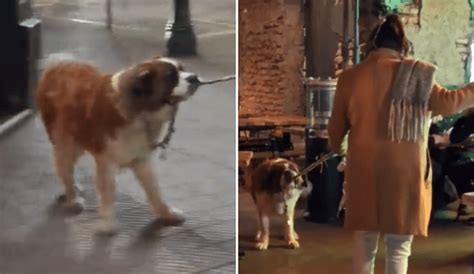 La Sorprendente Reacción De Un Perro Al Cruzar La Puerta De Un Bar Se Vuelve Viral En Las Redes