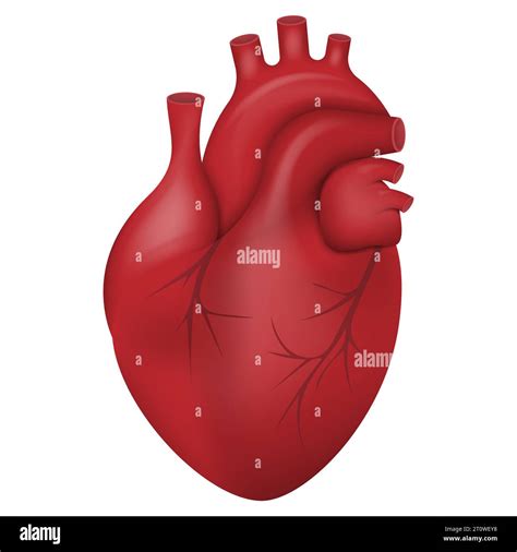 Human Heart Icon Anatomically Correct Heart With Venous System Icon Vector Illustration Eps