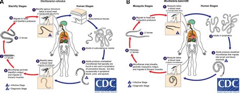 Lymphatic Filariasis Life Cycle