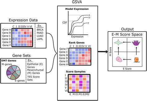 Diagram Of The Analysis Pipeline To Map Transcriptome Samples To E M Download Scientific