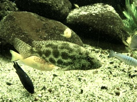 Nimbochromis Polystigma Facts Diet Habitat And Pictures On Animaliabio