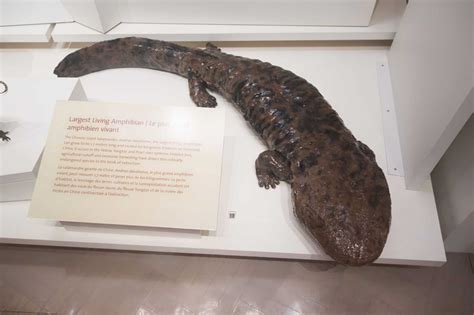 The Worlds Largest Amphibian Chinese Giant Salamander