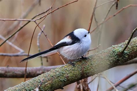 Птица с белым хвостом 34 фото красивые фото и картинки Pofoto Club