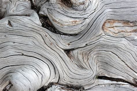 Premium Photo Tree Texture Background