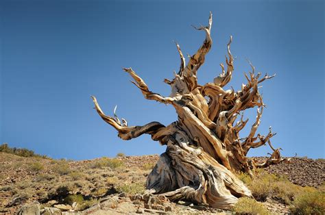 Worlds Oldest Tree Able To Reveal Planets Secrets Public News Time
