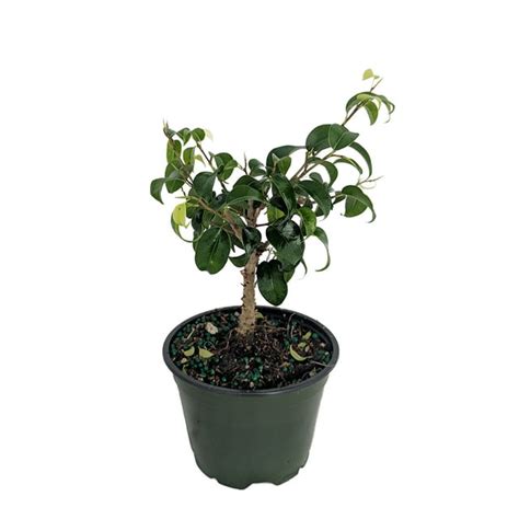 Too Little Weeping Fig Ficus Benjamina 4 Pot House Plantbonsai