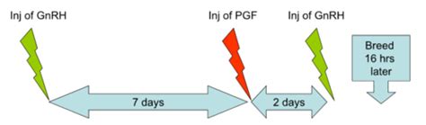 Estrus Detection Control Of Estrous Cycle And Synch Flashcards Quizlet