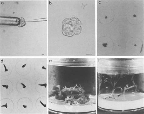 A Microinjection Into Individual Cells Of A Multicellular Embryoid Download Scientific Diagram