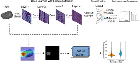 Frontiers Ultrasound Image Classification Of Thyroid Nodules Based On Deep Learning