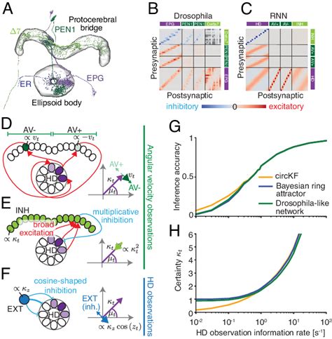 A Drosophila Like Network Implementing The Circular Kalman Filter A