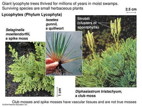 How Plants Colonized Land Ppt Download