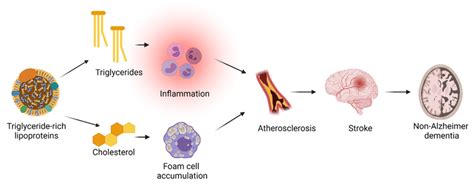 Illustration Of Plasma Lipids Lipoproteins And Apolipoproteins Note
