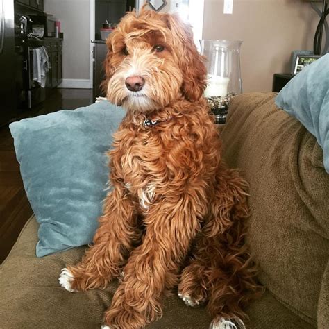 35 Best Goldendoodle Haircuts Images On Pinterest Goldendoodle