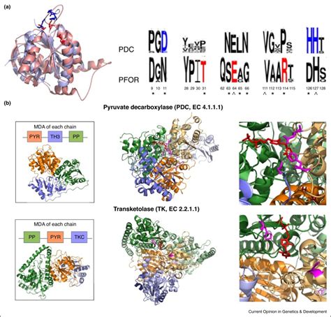 Functional Diversity In The Thiamine Pyrophosphate Tpp Dependant Download Scientific Diagram