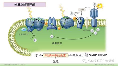 光反应的过程 光反应和暗反应过程 伤感说说吧