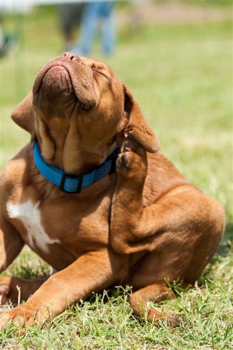 Understanding Your Dog Scratching Ear Common Causes