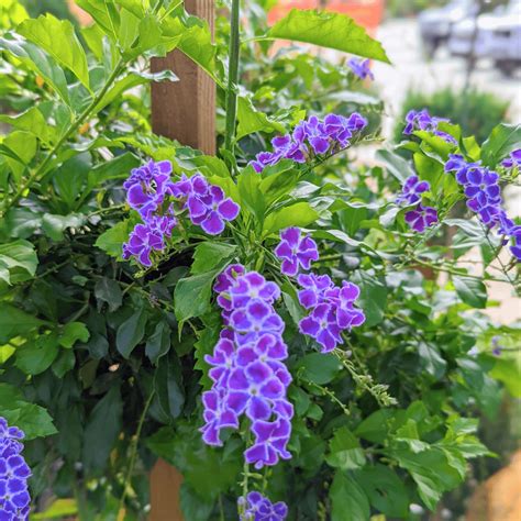 Brazilian Skyflower Shrubs Moon Valley Nurseries