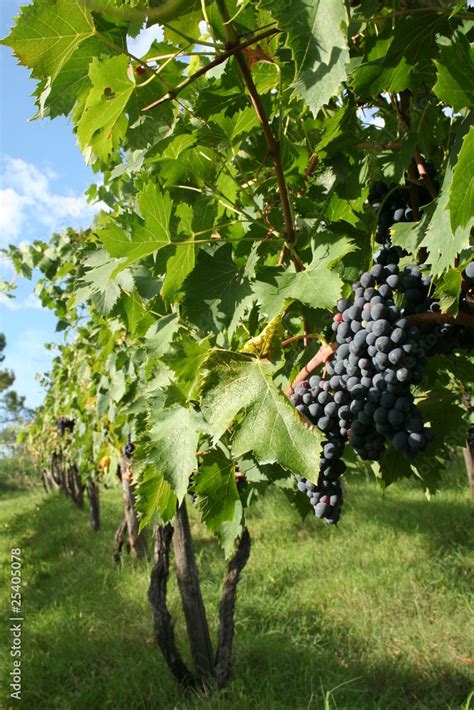 Uva Stock Photo Adobe Stock