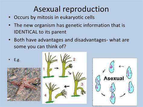 Asexual And Sexual Reproduction