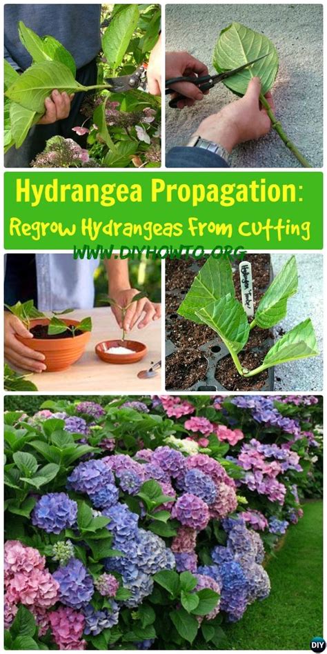 Hydrangea Propagation Grow Hydrangea From Cutting