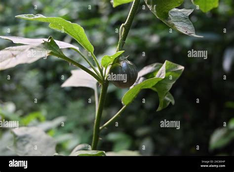 View Of An Immature Round Eggplant Fruit Hanging From The Plant Stem