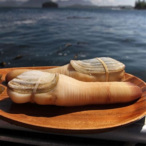 Geoduck