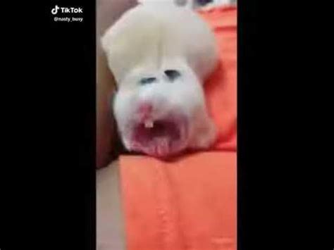 Какащка - YouTube