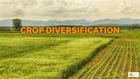 Crop Diversification Boosting Agricultural Productivity Through Innovative Farming Methods
