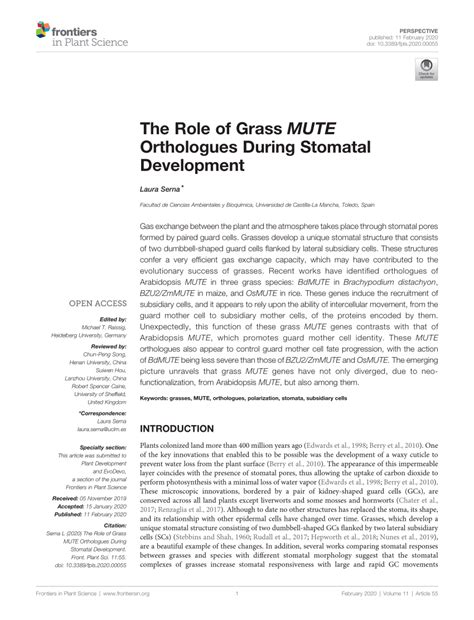 Pdf The Role Of Grass Mute Orthologues During Stomatal Development
