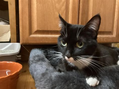 Roast My Cute Girl Rroastmycat