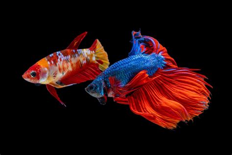 The Delicate Dance Of Betta Fish Exploring The Harmony Of Two Females