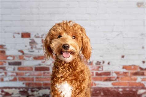 How Big Does A Mini Goldendoodle Get Average Size And Growth Chart Hepper