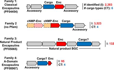 Novel Classification Scheme For Encapsulin Like Operons Shown Are The