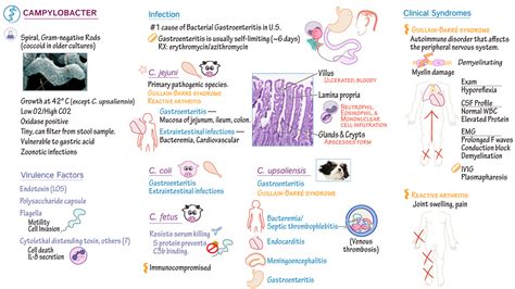 Pathology Campylobacter Ditki Medical And Biological Sciences