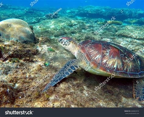Green Sea Turtle Prey