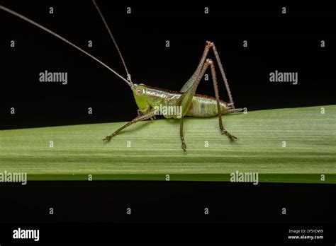 Lesser Meadow Katydid Nymph Of The Genus Conocephalus Stock Photo Alamy