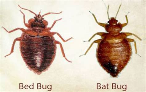 Blog About Bat Bugs