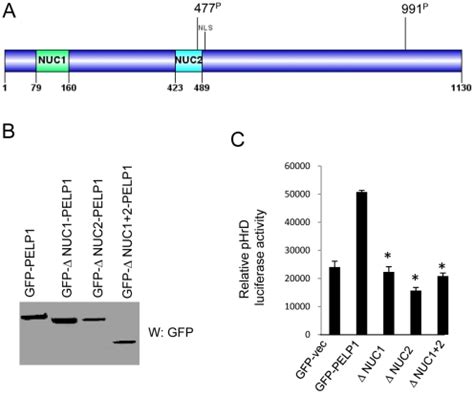A Schematic Representation Of PELP Nucleolar Domains B T Cells