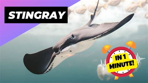 Stingray In 1 Minute 🌊 One Of The Most Dangerous Ocean Creatures In