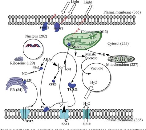 Phosphoglycerate Mutase Semantic Scholar