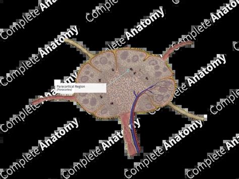 Paracortical Region Complete Anatomy
