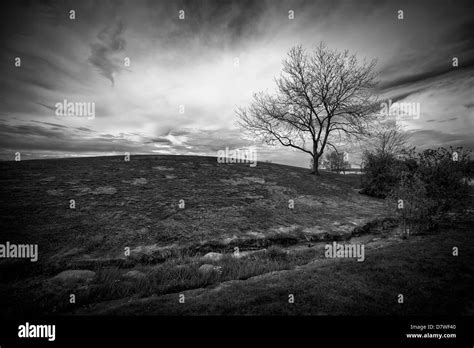 Single Tree Black And White Hi Res Stock Photography And Images Alamy