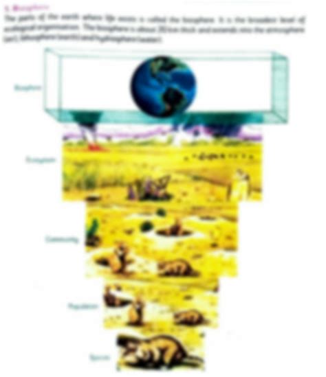 Solution Levels Of Ecological Organisation Studypool