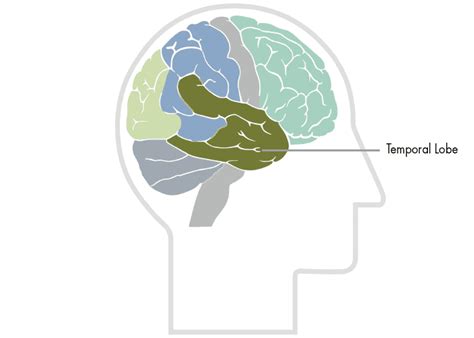 Frontal And Temporal Lobes Function