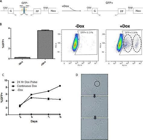 Doxycycline Inducible Construct Uses Gfp As A Reporter For Nhej A Download Scientific