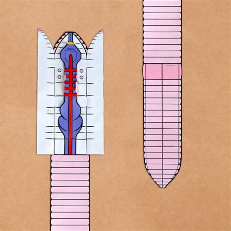 Big Worm Model Dissection With Earthworm Anatomy Diagrams