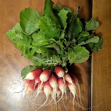 Radis Rose En Botte Aux Jardins Dadrien